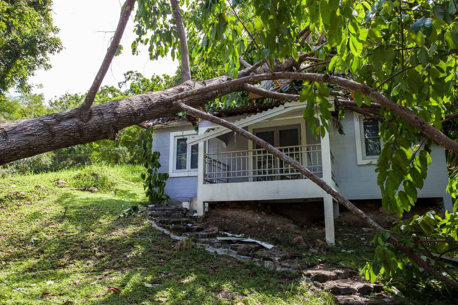 Tree Fell On The House | Hamilton OH